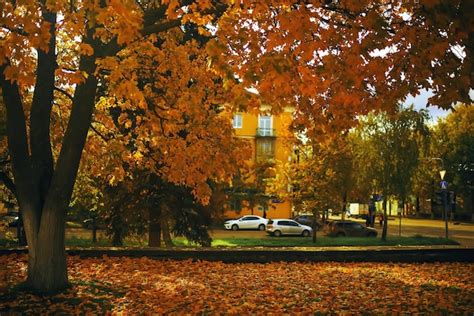 Premium Photo Trees With Yellow Foliage