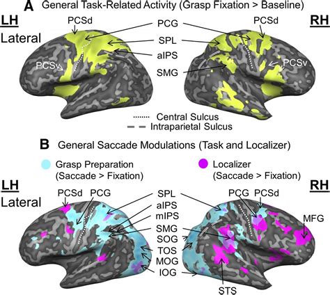 Inferior Parietal Cortex