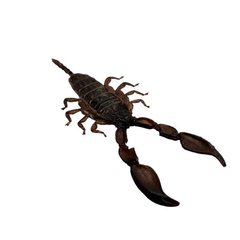 Real Taxidermy Dwarf Wood Scorpion Liocheles Australasiae Entomology Collectors Specimen Bug