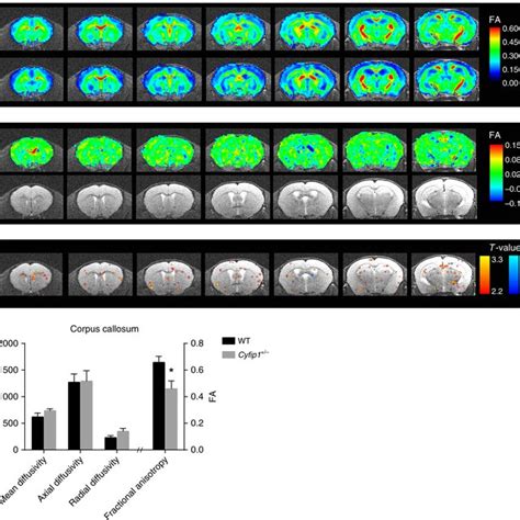 cyfip1 − mice show defects in callosal architecture a diffusion