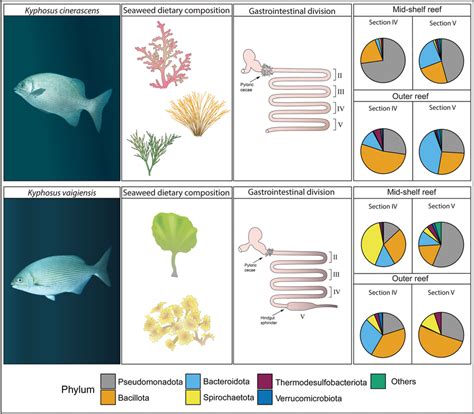 From Left To Right Photographs Of Kyphosus Study Species