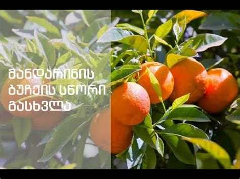 მანდარინის ბუჩქის გასხვლა / Обрезка куста мандарина - YouTube