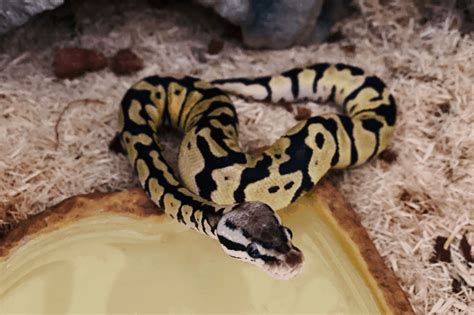 How Long Does It Take For A Ball Python To Grow Full Grown