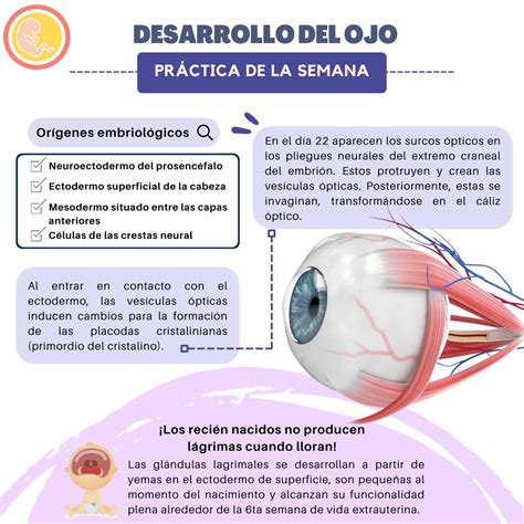 El Desarrollo De Los Ojos Laboratorio De Embriologia Fcm