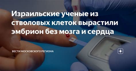 Израильские ученые из стволовых клеток вырастили эмбрион без мозга и сердца Вести Московского