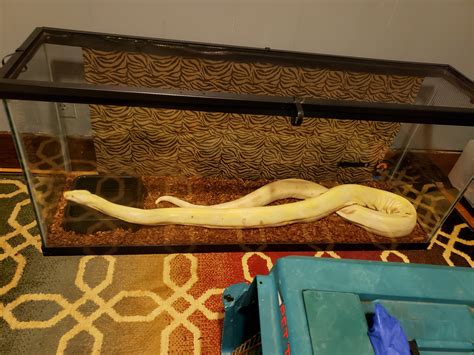 Help Me Identify My Reticulated Python Boa Constrictors Morphmarket Reptile Community