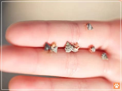 Hermit Crab Anatomy External And Internal Organs VIVO Pets