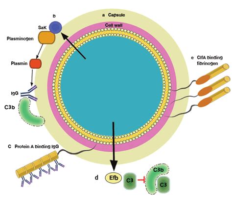 Staphylococcus Bacteria Diagram