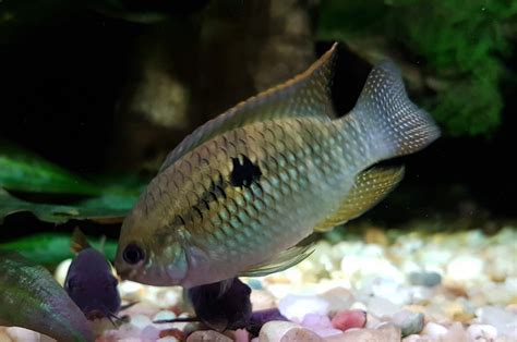Tommy Aquario - Laetacara drosigera - akara czerwonobrzucha, akara wiśniowa