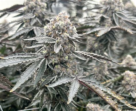 A Beginners Guide To Successful Cannabis Plant Anatomycannabis Central