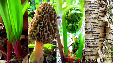 Wild Spring Delicacies- Ramps, Morels, Fiddleheads, Birch Sap - YouTube
