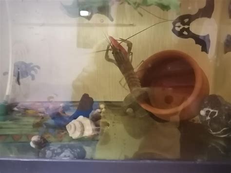 Shell Rot Treatments Rcrayfish