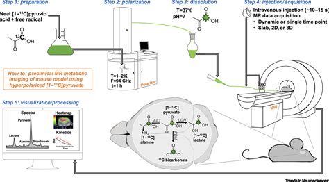 Imaging Brain Metabolism Using Hyperpolarized 13c Magnetic Resonance Spectroscopy Trends In