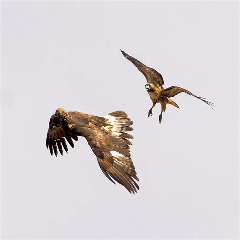 Golden Eagle Attacking