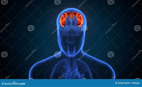 D Illustration Of Human Brain Precentral Gyrus Anatomy Stock Illustration Illustration Of