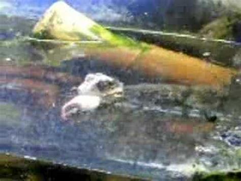 my Cuviers Dwarf Caiman feeding turtles - YouTube