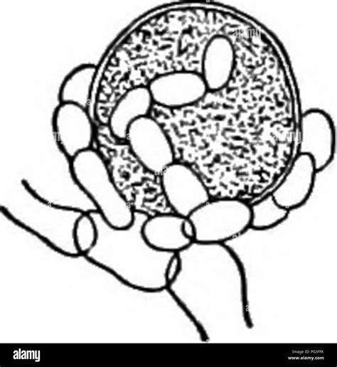 Xerophytes Mesophytes Hydrophytes