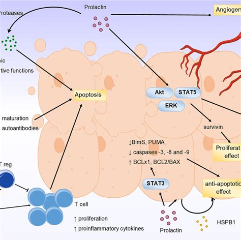 Modular Effect Of Prolactin In Type 1 Diabetes Mellitus Prolactin