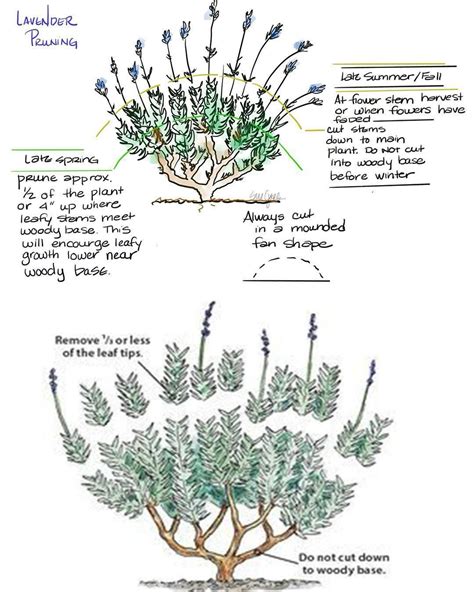 Best 13 Pinch Your Dahlias And Use Them As Mid Season Dahlia Cuttings
