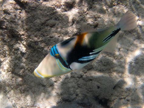 Discover The Hidden Secrets Fun Facts About Hawaii