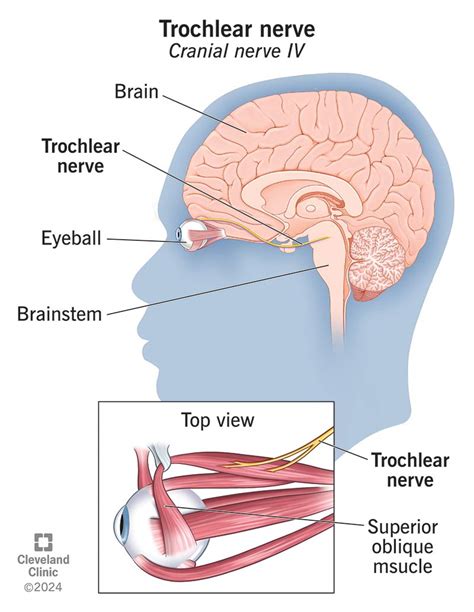 Trochlear Nerve Cn Iv What It Is Function And Anatomy