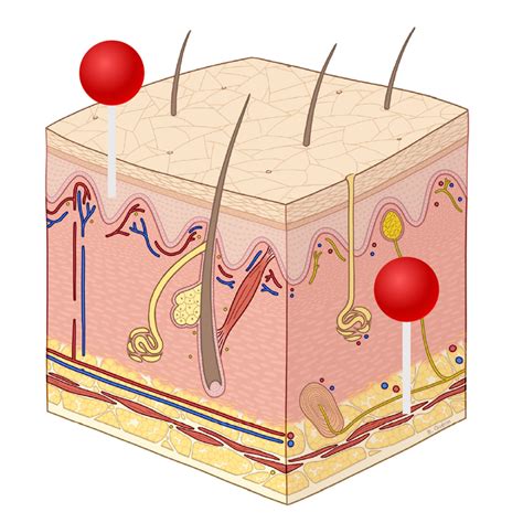 Integumentary System Diagram To Label