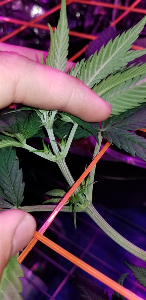 Can Anyone Help Sex These Plants Grasscityforumthe Worlds Largest