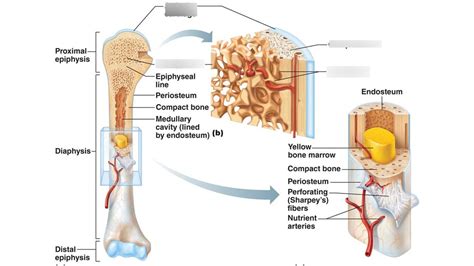 Outer Layer Of Bone Diagram Quizlet