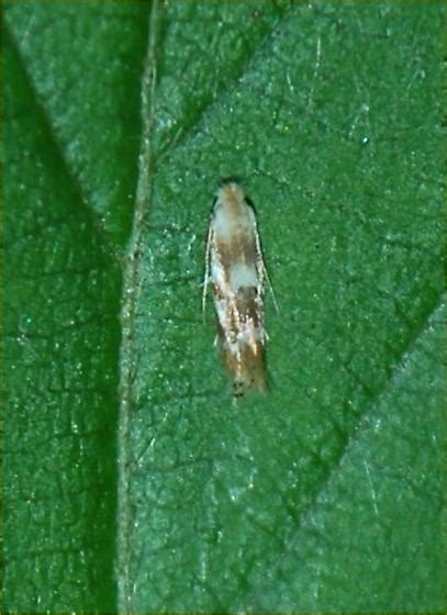 Moth Bucculatrix Bugguide Net