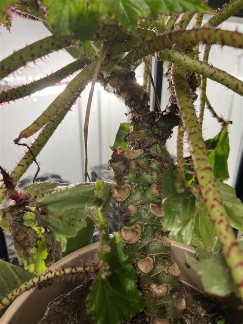 Propagation Help R Begonias