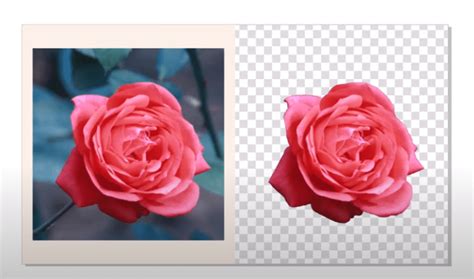 cara menghilangkan background foto di coreldraw simple