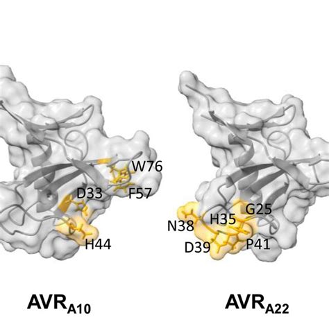 Mla6 Mla10 Mla22 And Pm2 Cnls Each Recognize Largely Distinct Surface