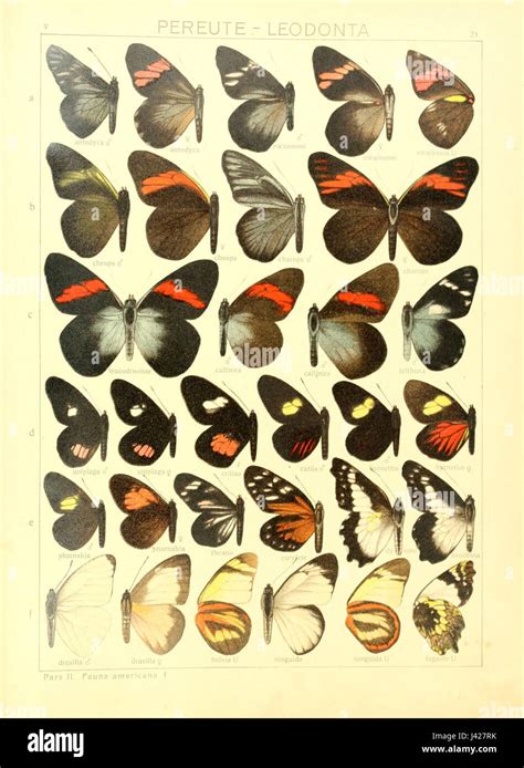Image From A Collection Of Macrolepidoptera Showing Various Species Of