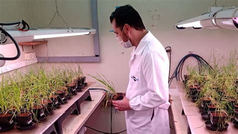 Wheat Bacteria Are Capable Of Controlling Brown Spot Revista Cultivar