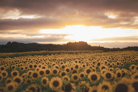 Nvidia Rtx 5090 총정리 혁신적인 소형 Pcb와 액체 금속 냉각 시스템