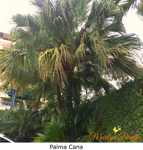 Palma Cana Arboles Y Flores En República Dominicana