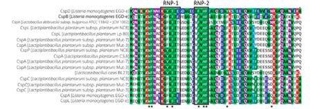 Multiple Alignments Of Cspacspl Amino Acid Sequences Using Muscle Rna