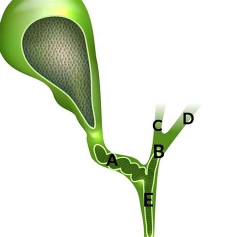 ARRT Exam Prep Part Flashcards Quizlet