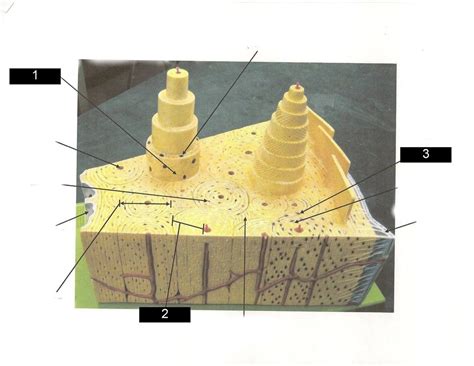 Compact Bone Diagram Quizlet