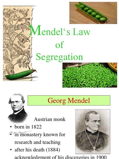 Mendels Law Of Segregation Dominance Genetics Genotype