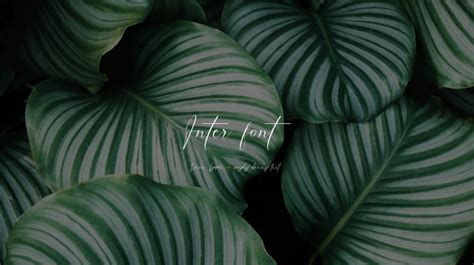 Inter Font Download Free For Desktop And Webfont