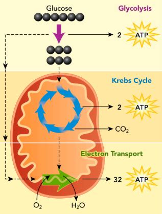 Cellular Respiration Reactants And Products Chart