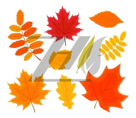 دانلود وکتور طرح مجموعه برگ های پاییزی دانلود رایگان فایل لایه باز، Psd، وکتور، لوگو و موکاپ