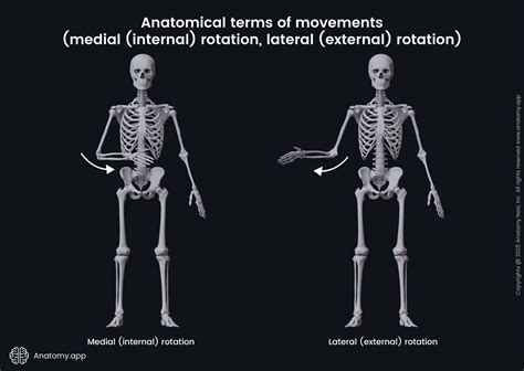 Anatomical Terms Of Movements Medial Internal Rotation Lateral External Rotation