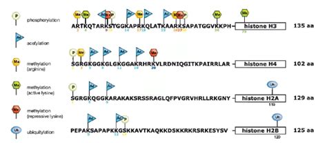 Histone Modifications The Figure Illustrates The Main Known Covalent Download Scientific