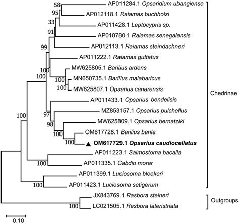 maximum likelihood ml phylogenetic tree was reconstructed using the