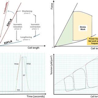 Top Example Of A Work Loop Cycle Where The Three Dimensional Download Scientific Diagram