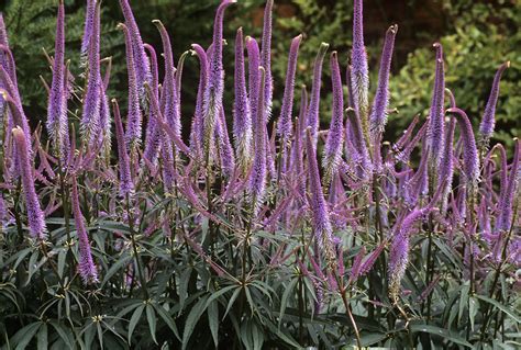 Купить Вероникаструм виргинский Фасцинейшн Veronicastrum virginicum ...