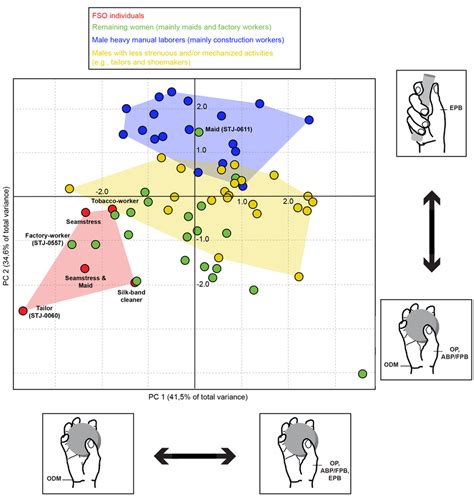 Plot Of The Principal Component Analysis For The Combined Sexes Download Scientific Diagram