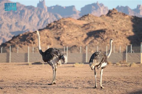 Prince Mohammed Bin Salman Royal Reserve Reintroduces Camel Bird After Absence Of Almost 100 Years